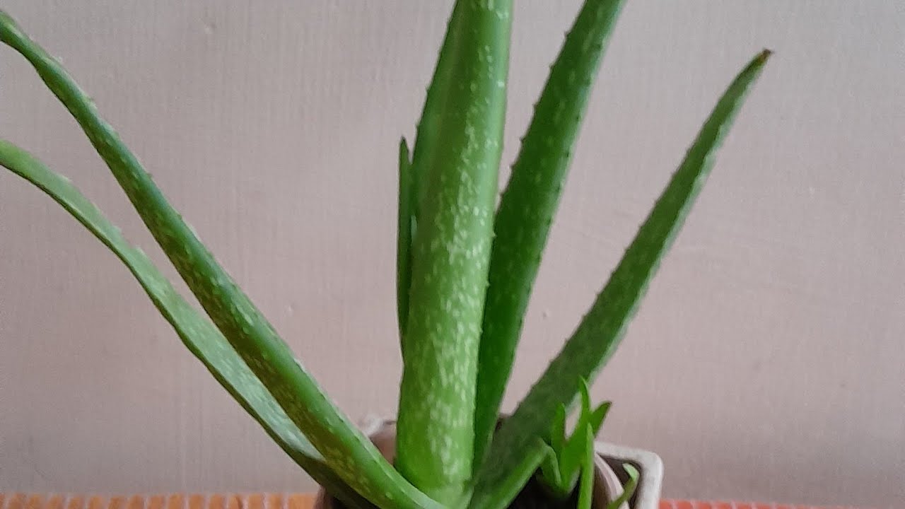 Aloe vera plant benefits 🌵welcome to my youtube live stream 🌳🌵🌳🌵🌳 - YouTube
