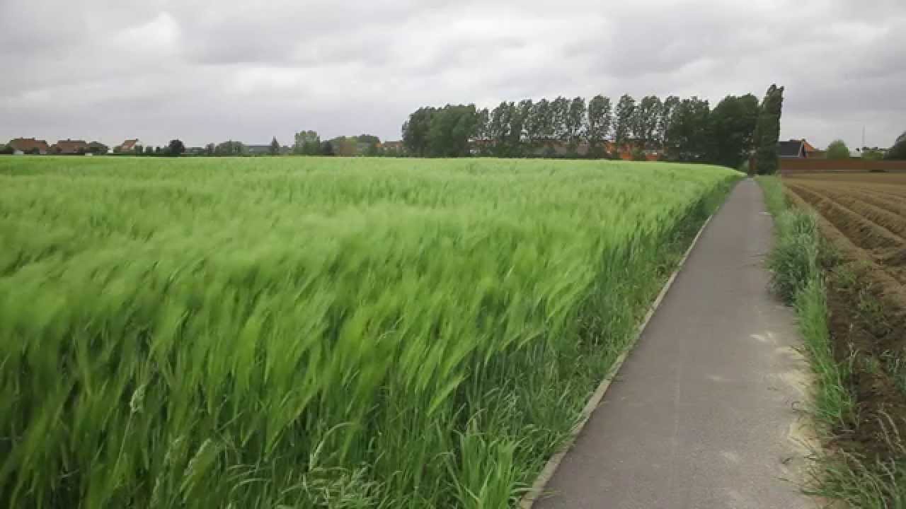 Movement - Wheat fields in Flanders - YouTube
