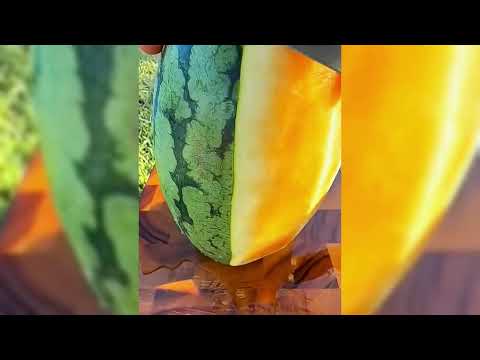 BEAUTIFUL HARVESTING PROCESS! EXPERT FARMERS SNAP RED VEGETABLES LIVE