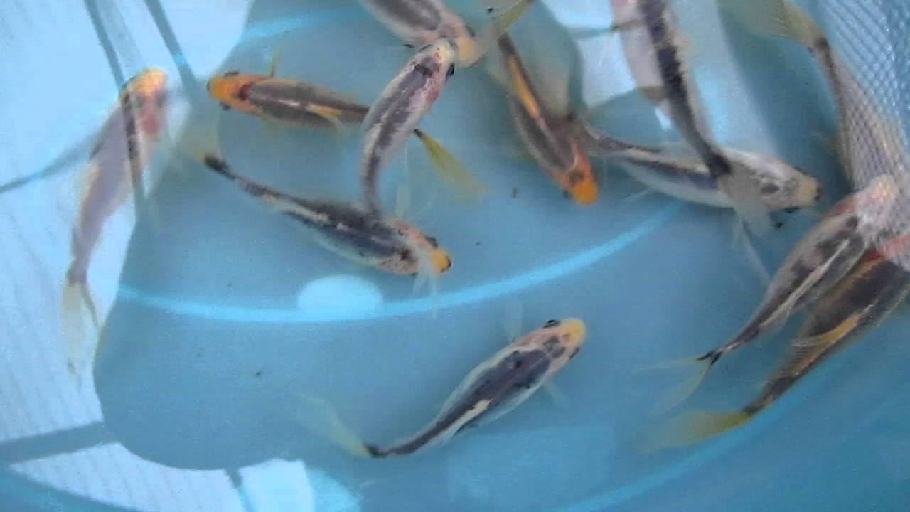 Shubunkin "Sky Blue" - YouTube