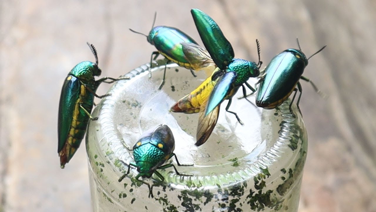 The sound of jewel beetle flying | Hunting and Observation | - YouTube