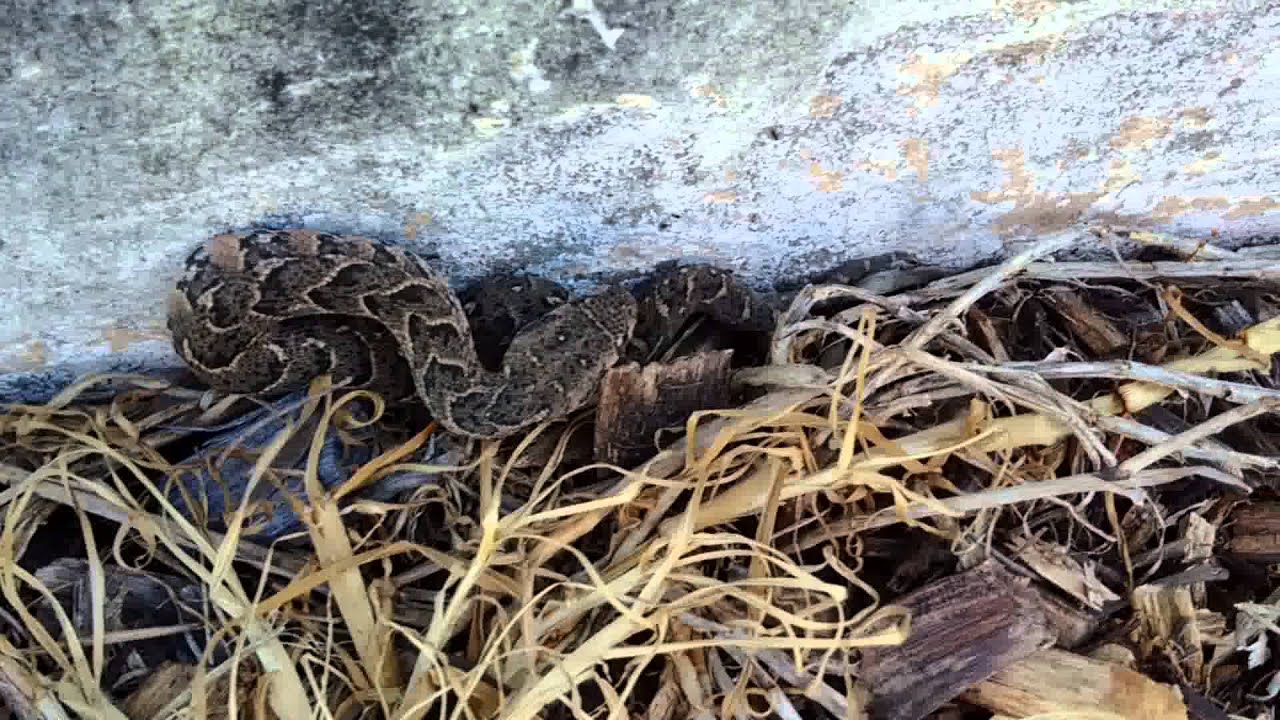 Pofadder, Wolfkloofvoortuin - YouTube