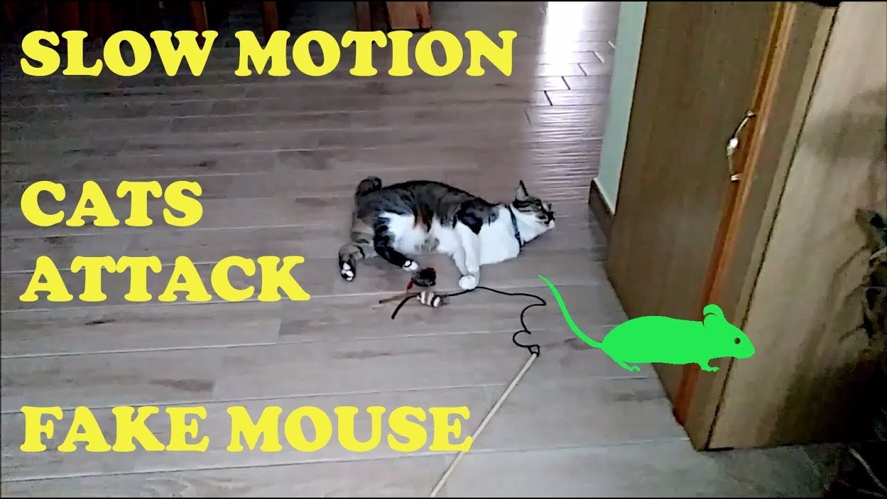 What’s The Best Cat Game? Cats In Slow Motion Attacking A Fake Catnip ...