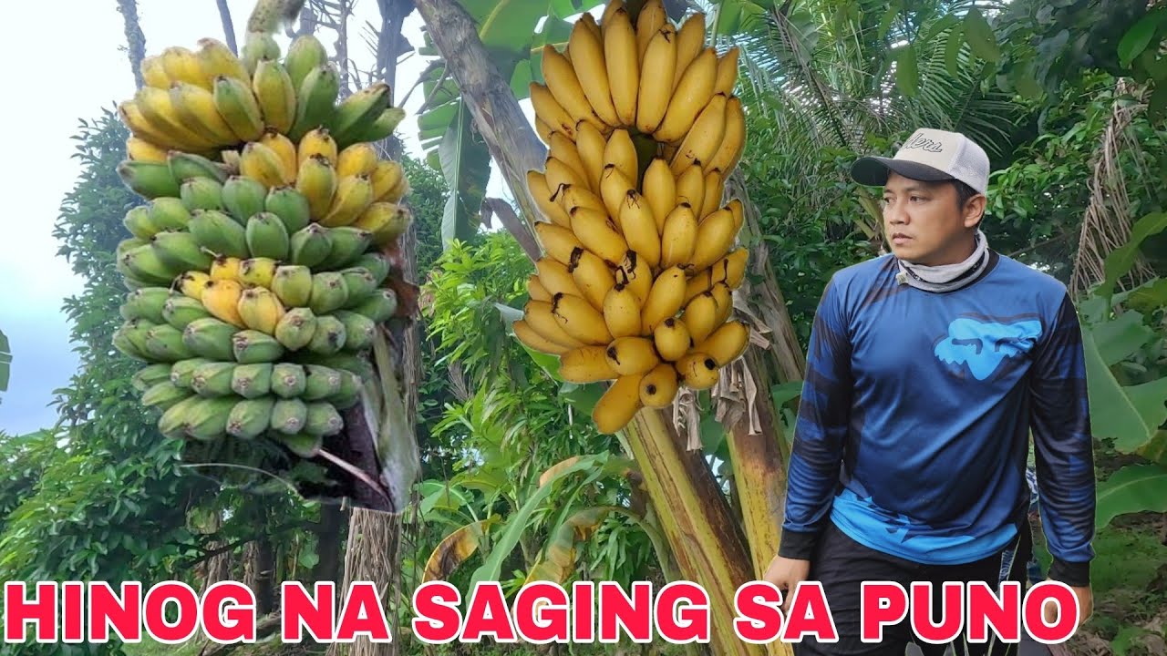 Sa ibang bansa na tayo titira??? Hinog na ang mga saging sa bukid ...