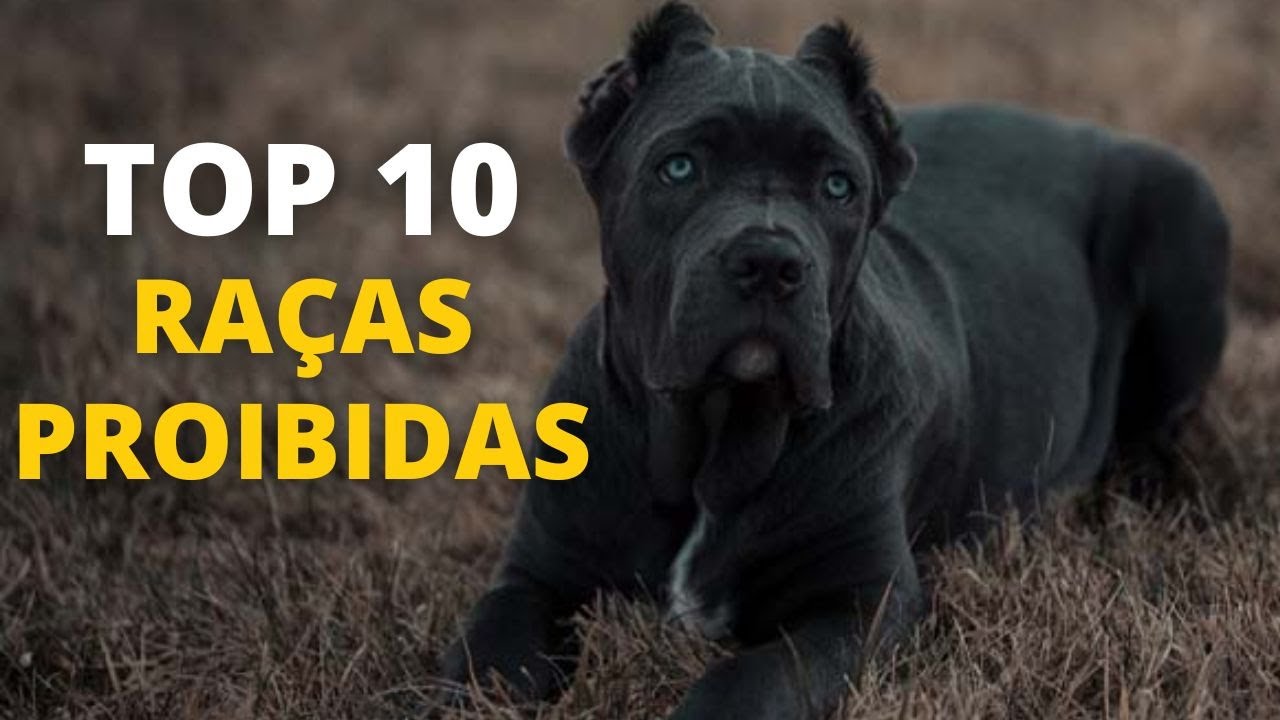 Cachorro Proibido No Brasil - NAZAEDU