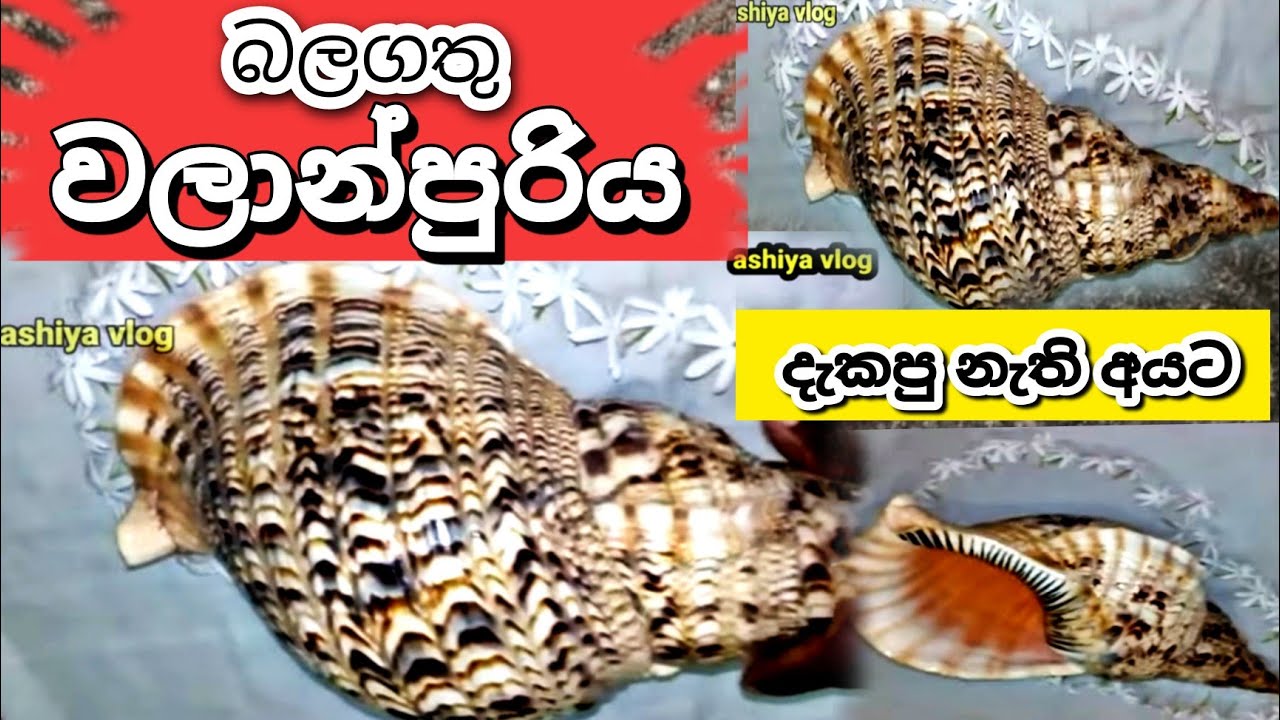 කලාතුරකින් දකින්නලැබෙන බලගතු වාලන්පුරියාක් දැකපු නැති අයට walampuri ...