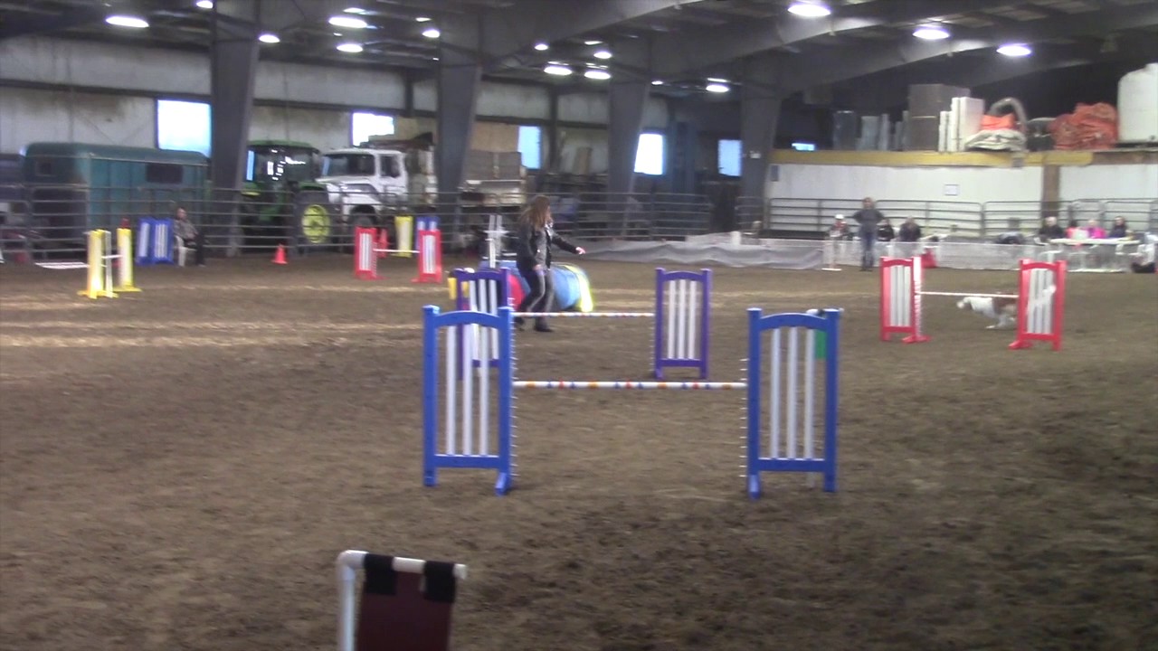 Jagger AAC Agility Debut!! [January 15th, 2017] - YouTube