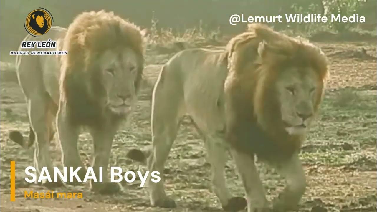 Los SANKAI Boys en problemas (SANKAI Boys in trouble) - Masái Mara - YouTube