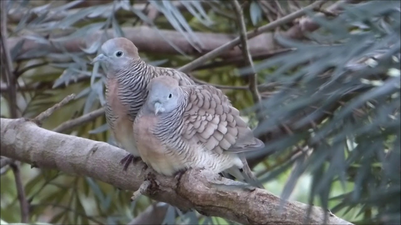 Tortolita estriada (Geopelia striata) cerca del Parque Nacional Khao ...