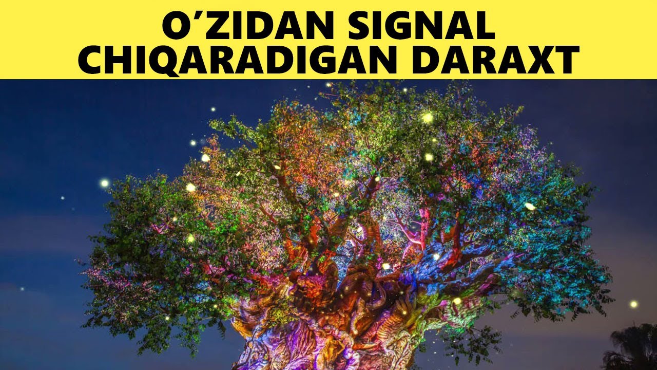 Mo'jizaviy Dunyo: Siz Eshitmagan Qiziqarli Faktlar - YouTube