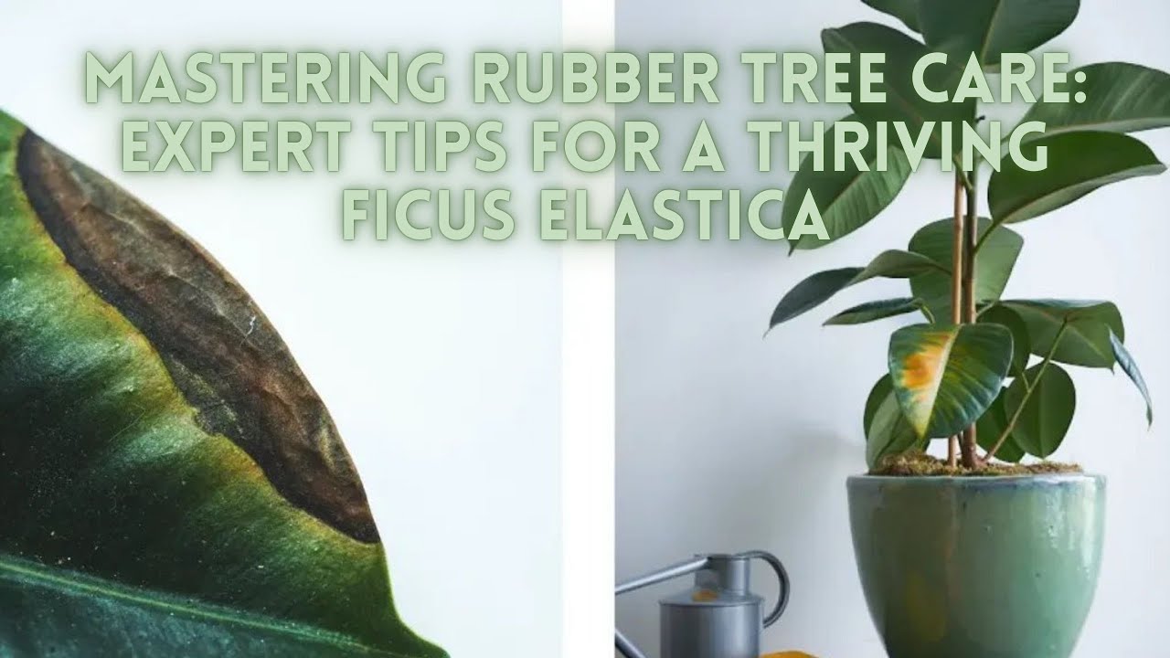 Mastering Rubber Tree Care: Expert Tips for a Thriving Ficus Elastica ...