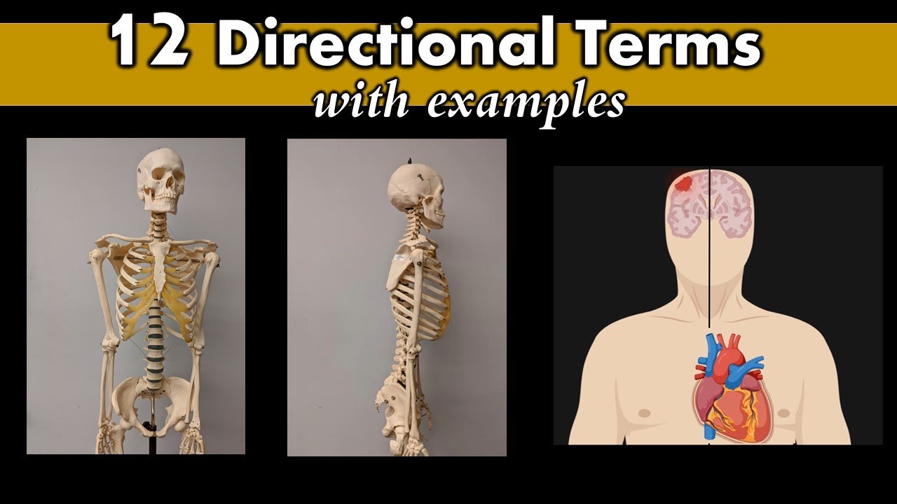 Directional terms - YouTube