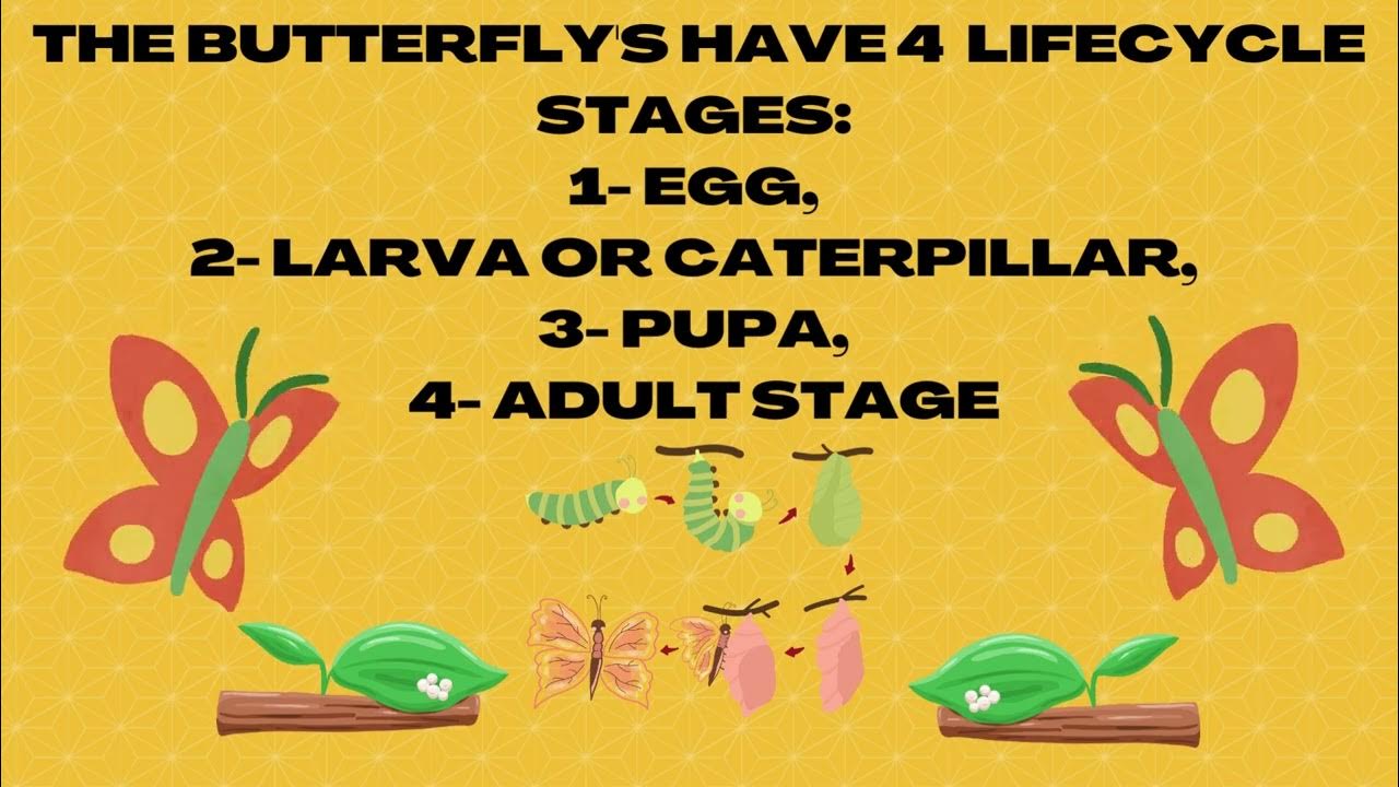 National Learn about Butterflies Day March 14 #Butterflies # ...