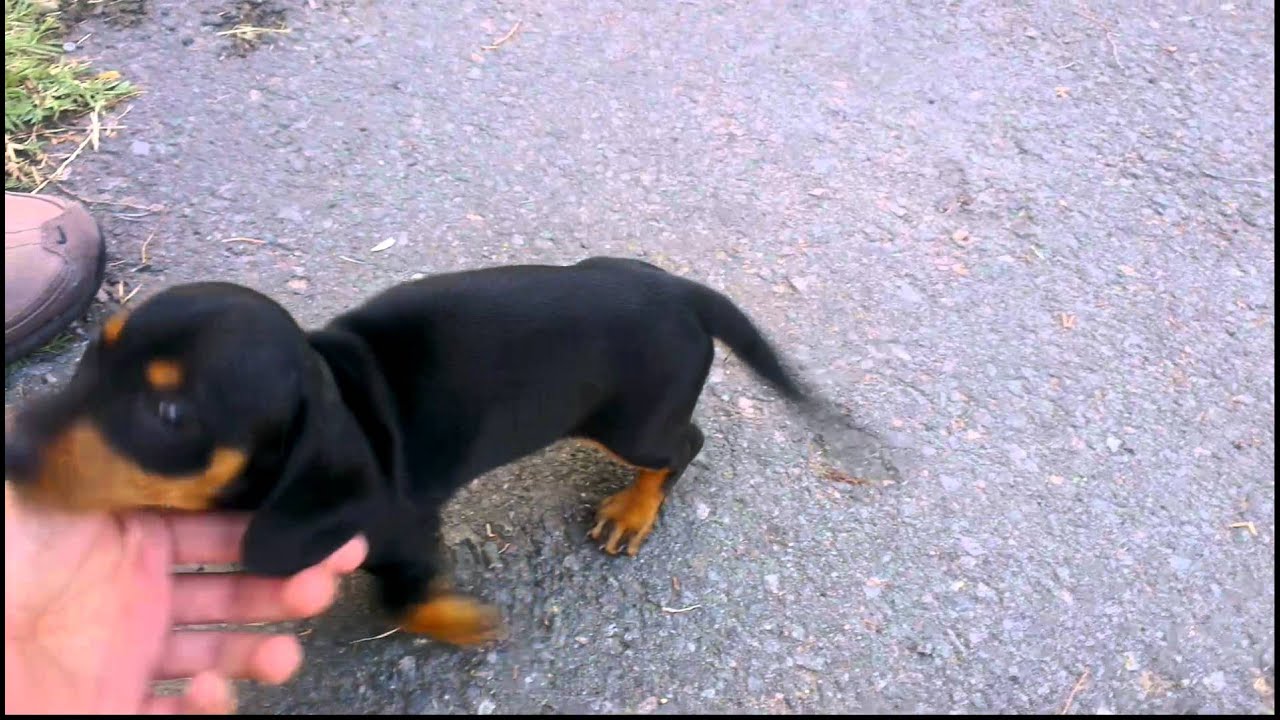 Málna, a törpe tacskó - YouTube