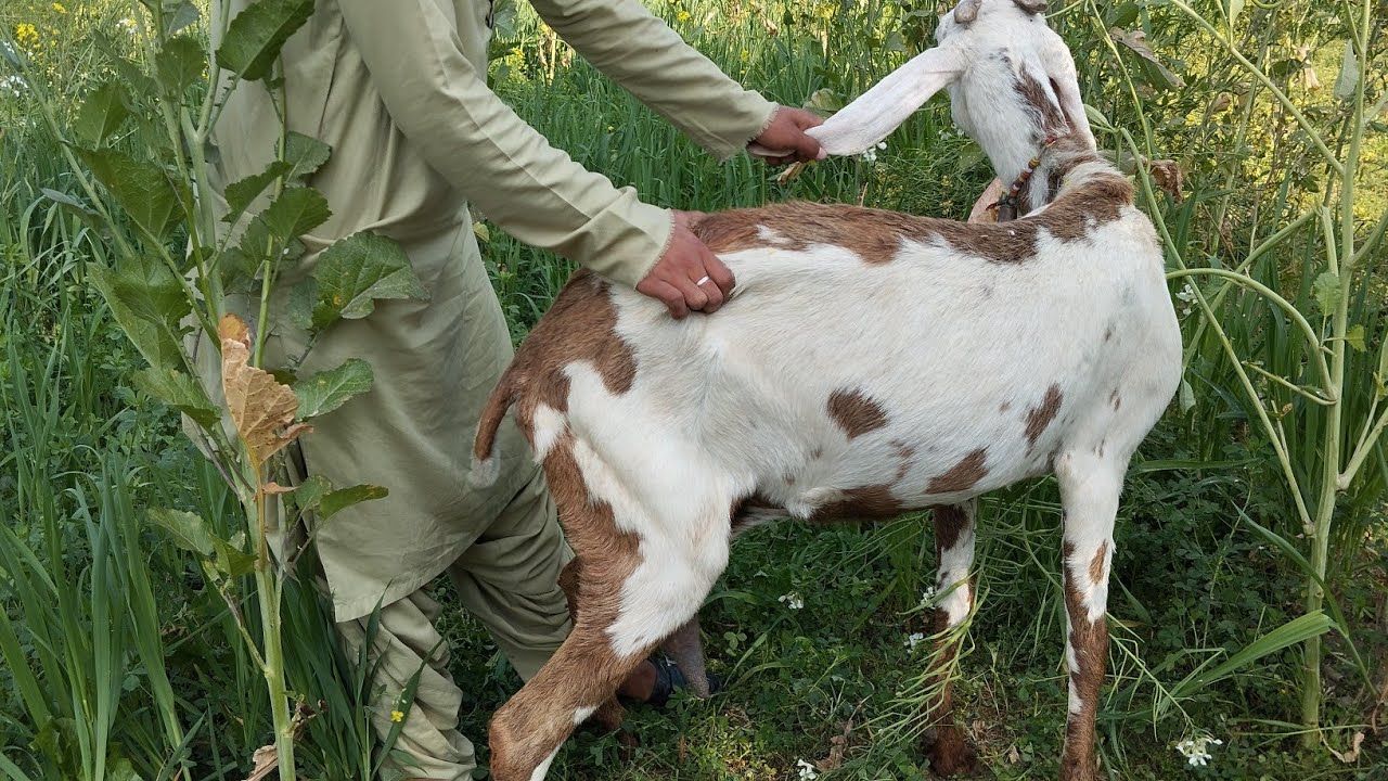 Man with Goat first time Meet very funy video Cute Goat videos - YouTube