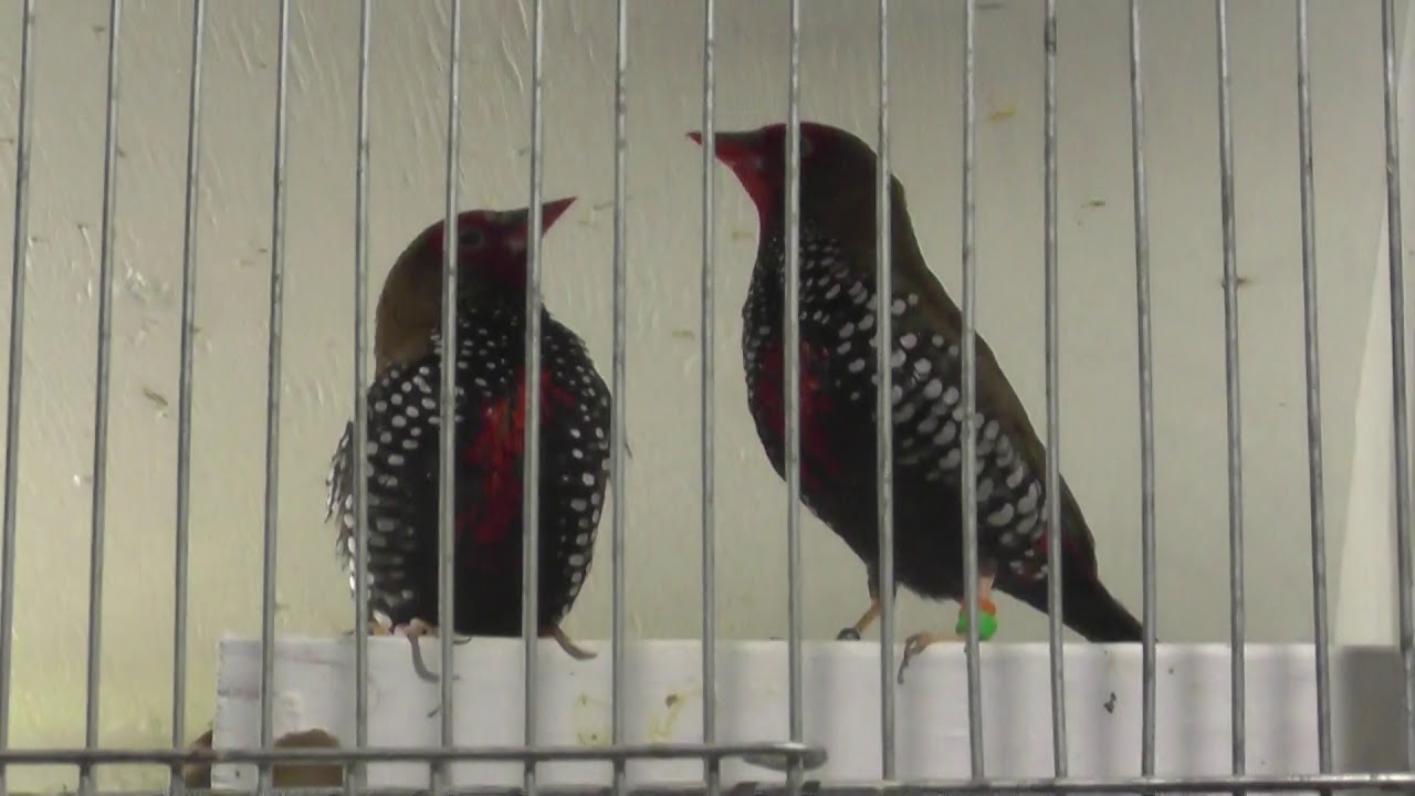 Painted Firetail Finches mimicking Society Finch Cock - N35 - YouTube