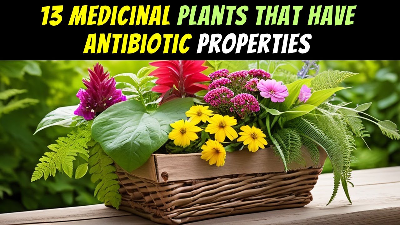 13 Natural Plants That Have Medicinal Antibiotic Properties - YouTube