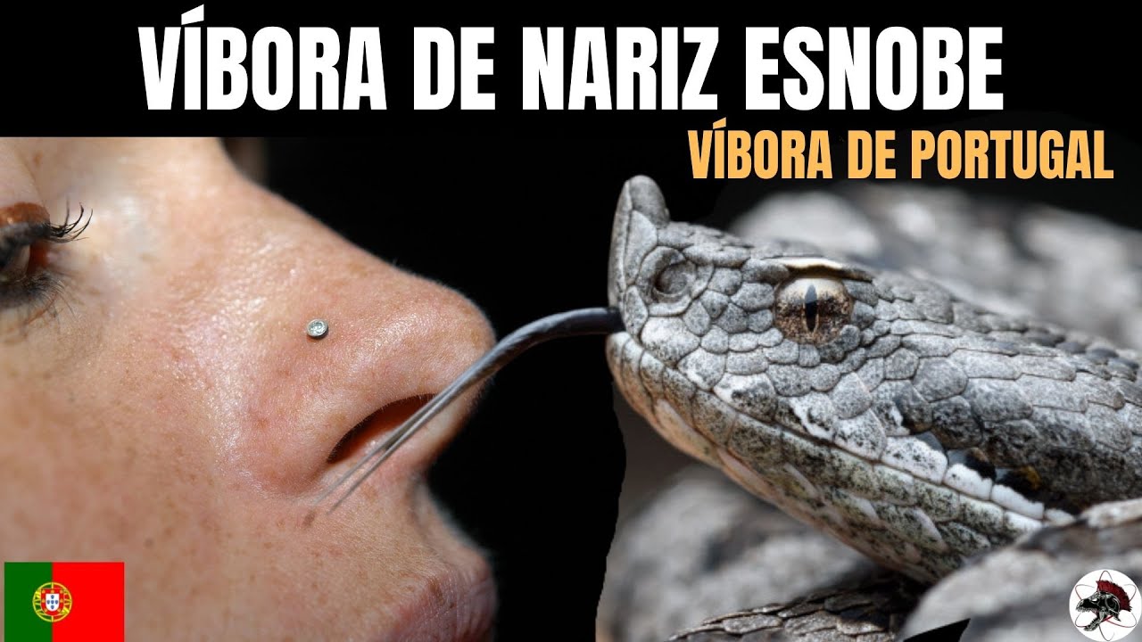 Víbora de Portugal Vipera latastei | Biólogo Henrique o Biólogo das ...