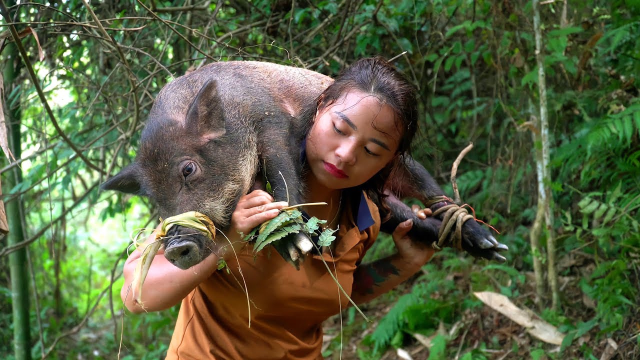 Wild boars caught in traps continuously. Wild boar trapping skills ...