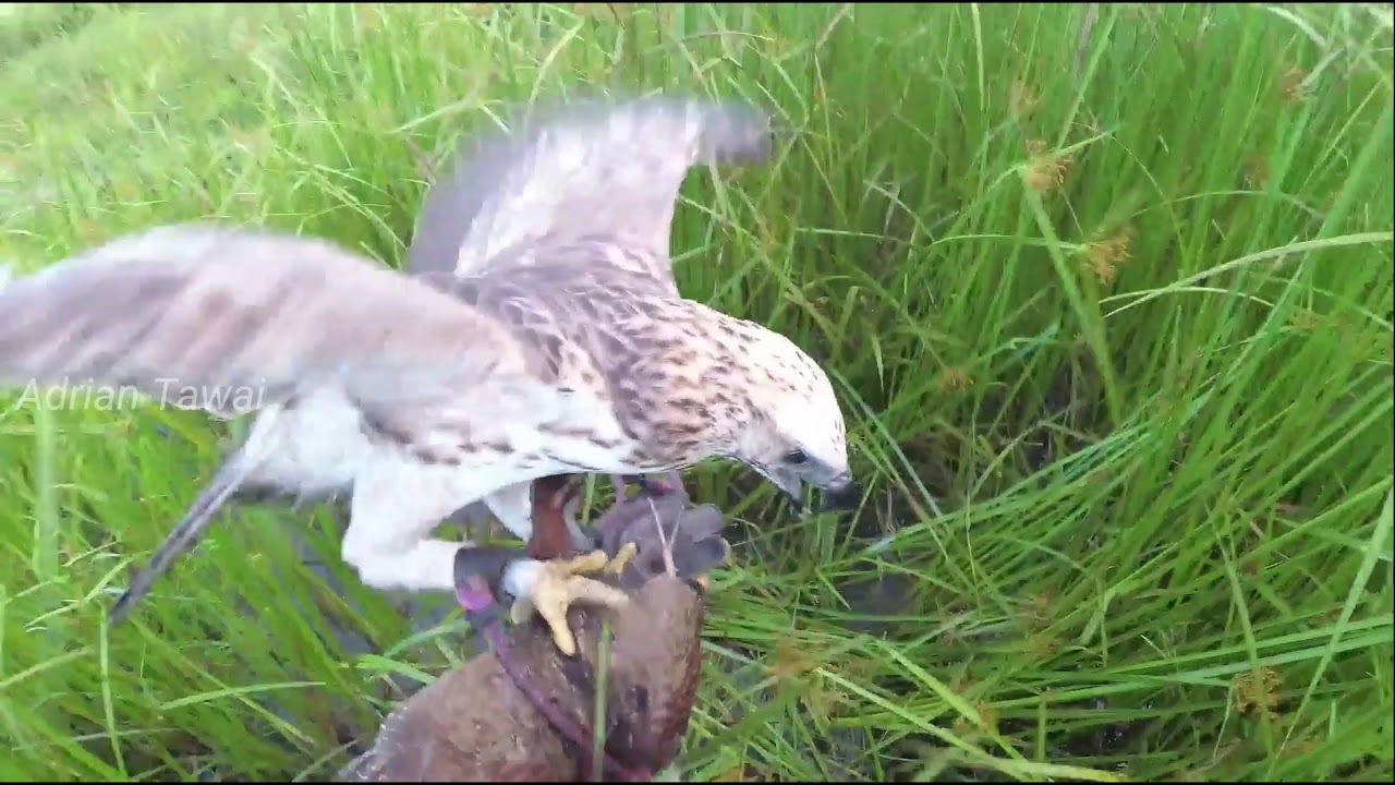 Changeable Hawk Eagle Light Morph (CHE LM) hunting a Sintar Bird - YouTube