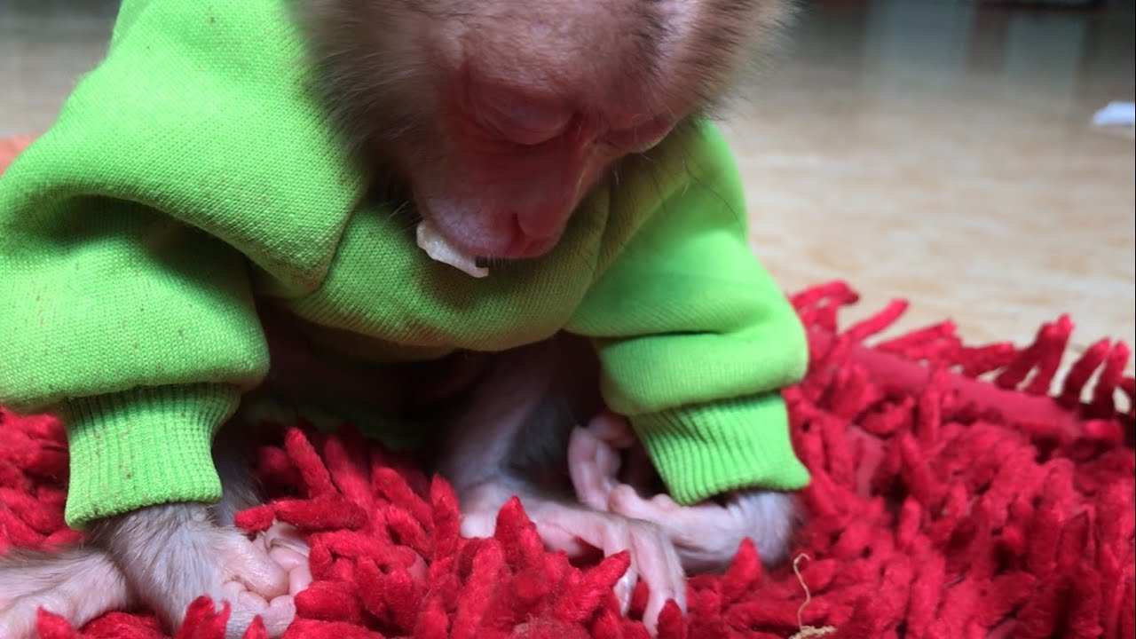 Baby monkey MAOCAU dozing off because he's so tired - YouTube