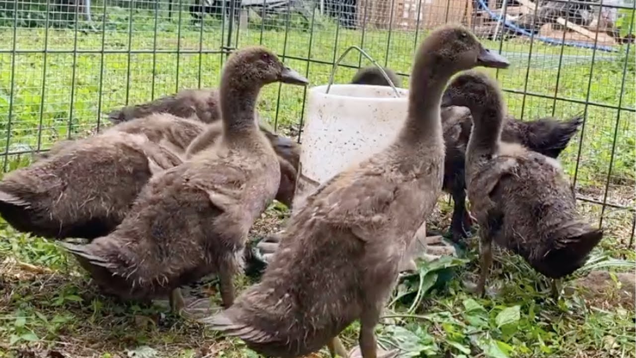 1 Month Duckling Update | Homestead Morning Fun - YouTube