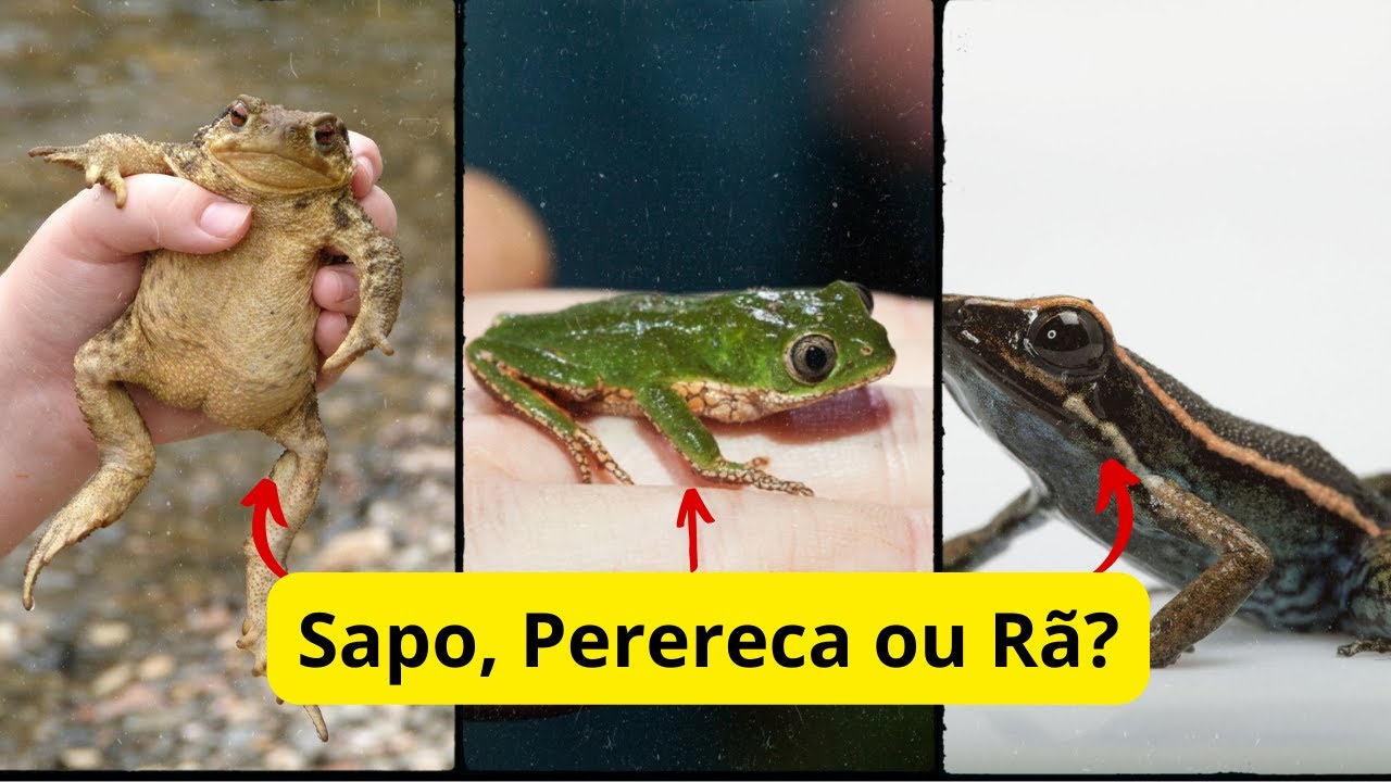 Sapo, Perereca e Rã Qual a Diferença - YouTube