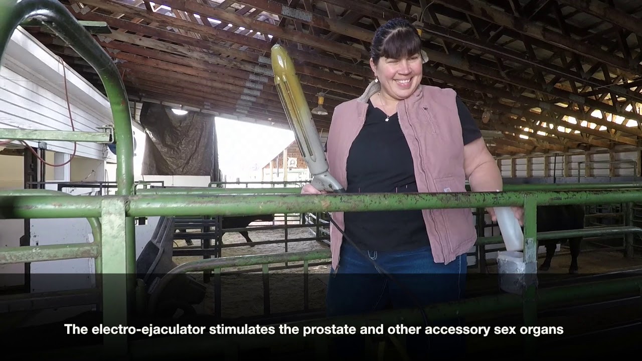 Bull Breeding Soundness Exam - YouTube