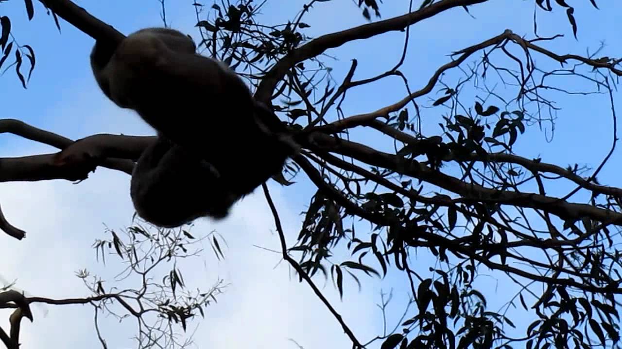 WILD Koala Fight - YouTube