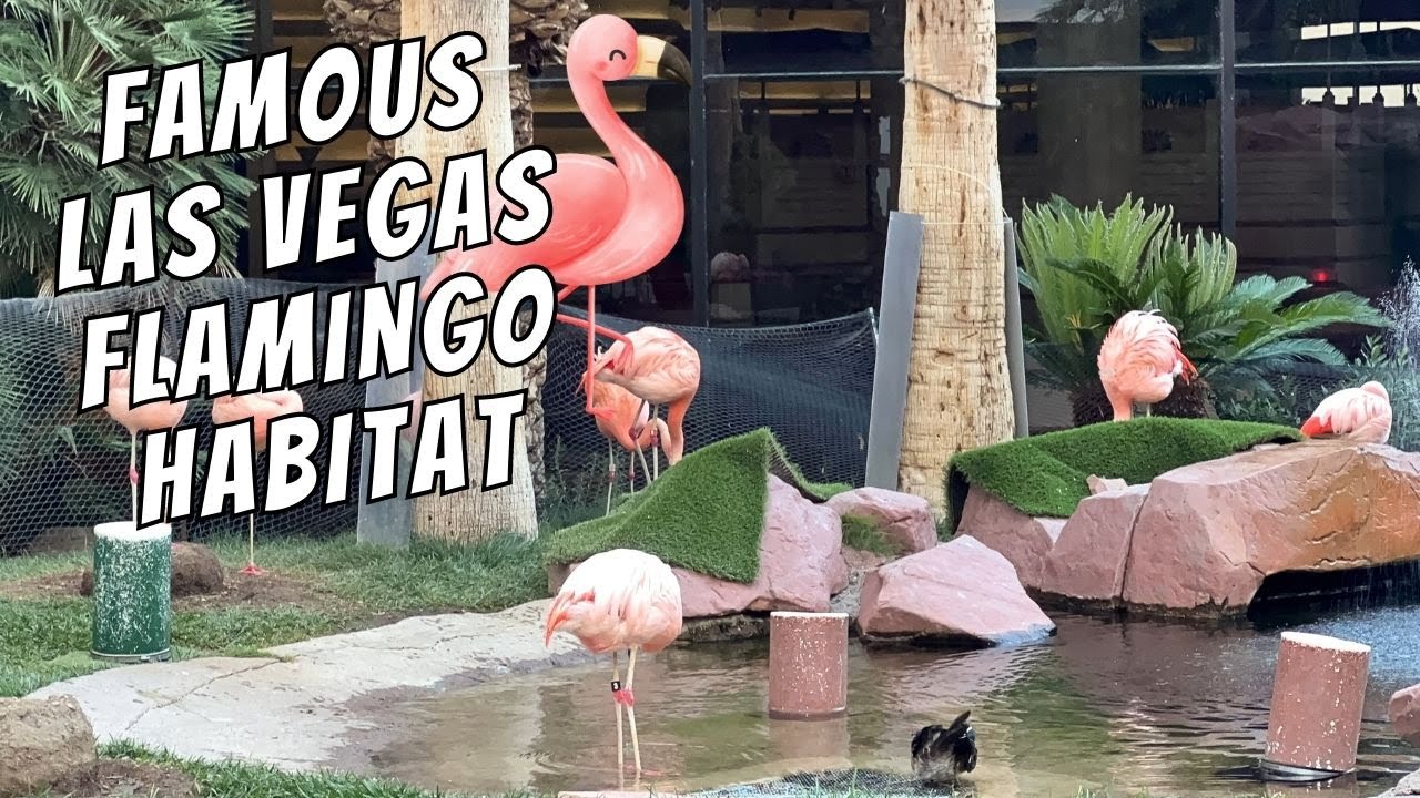 Walking A Peaceful Flamingo Habitat Garden in Las Vegas | Flamingo's at ...