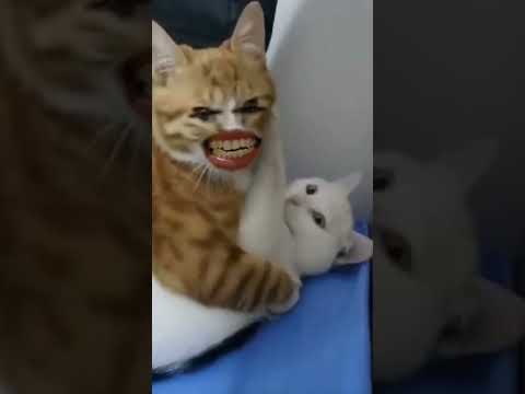 Kucing Oyen Selingkuh || Ngakak