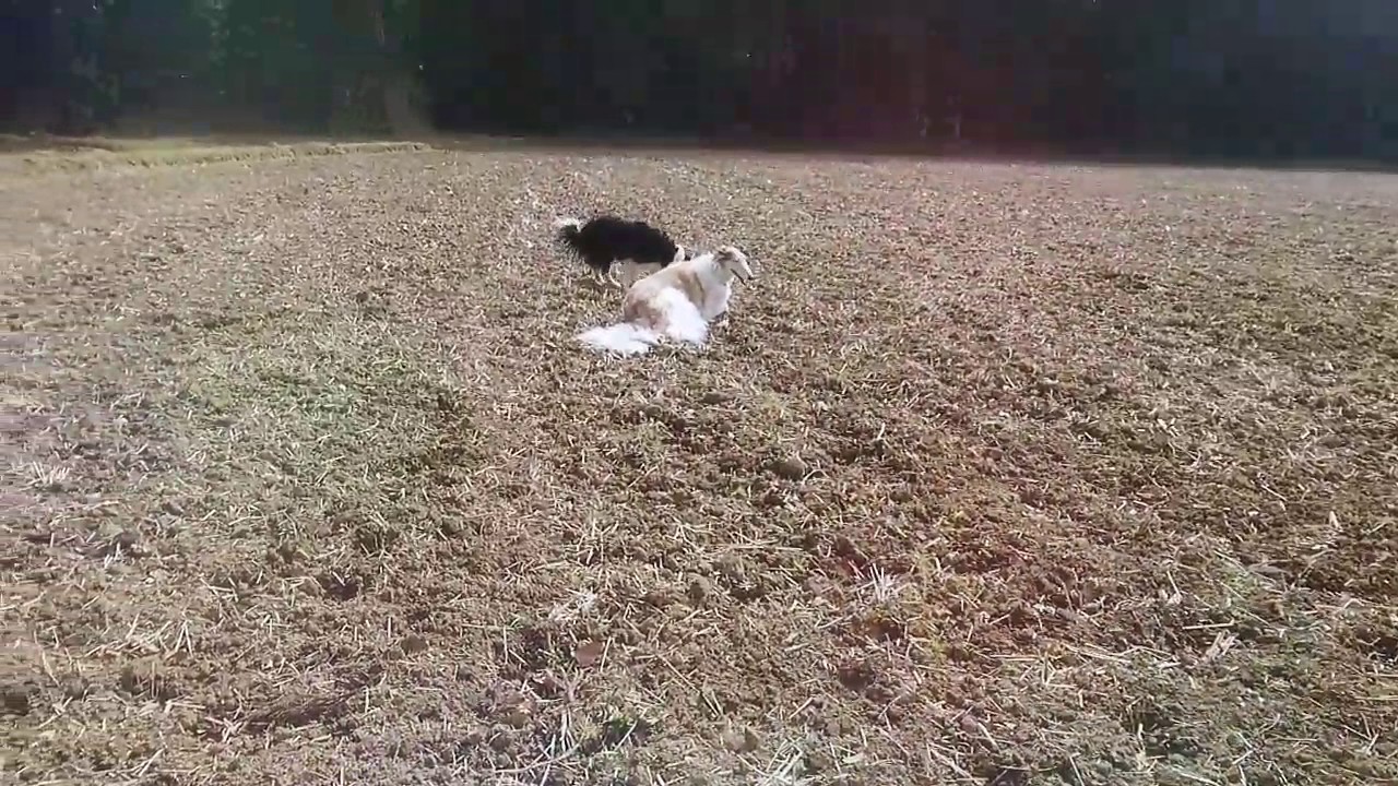 Borzoi & Border collie - YouTube