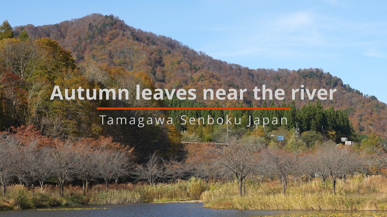 Autumn leaves near the river Tamagawa Senboku Japan - YouTube
