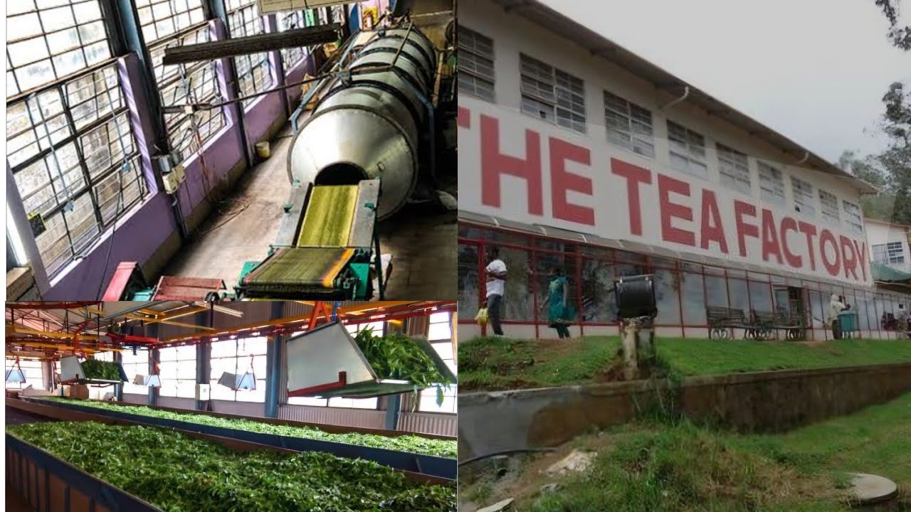 ooty tea factory/ tea manufacturing process/ ooty tea museum/Herbal ...