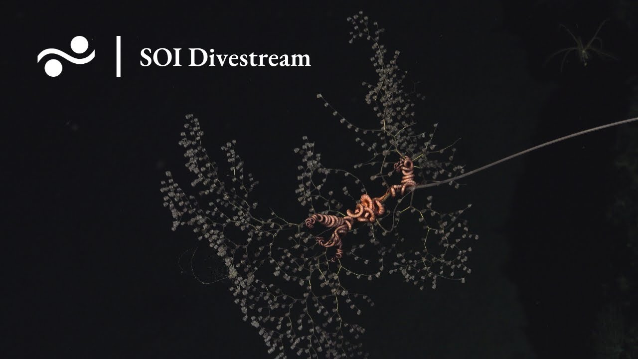 Our Last Dive at Whiting Bank - Take Three | SOI Divestream 524 - YouTube