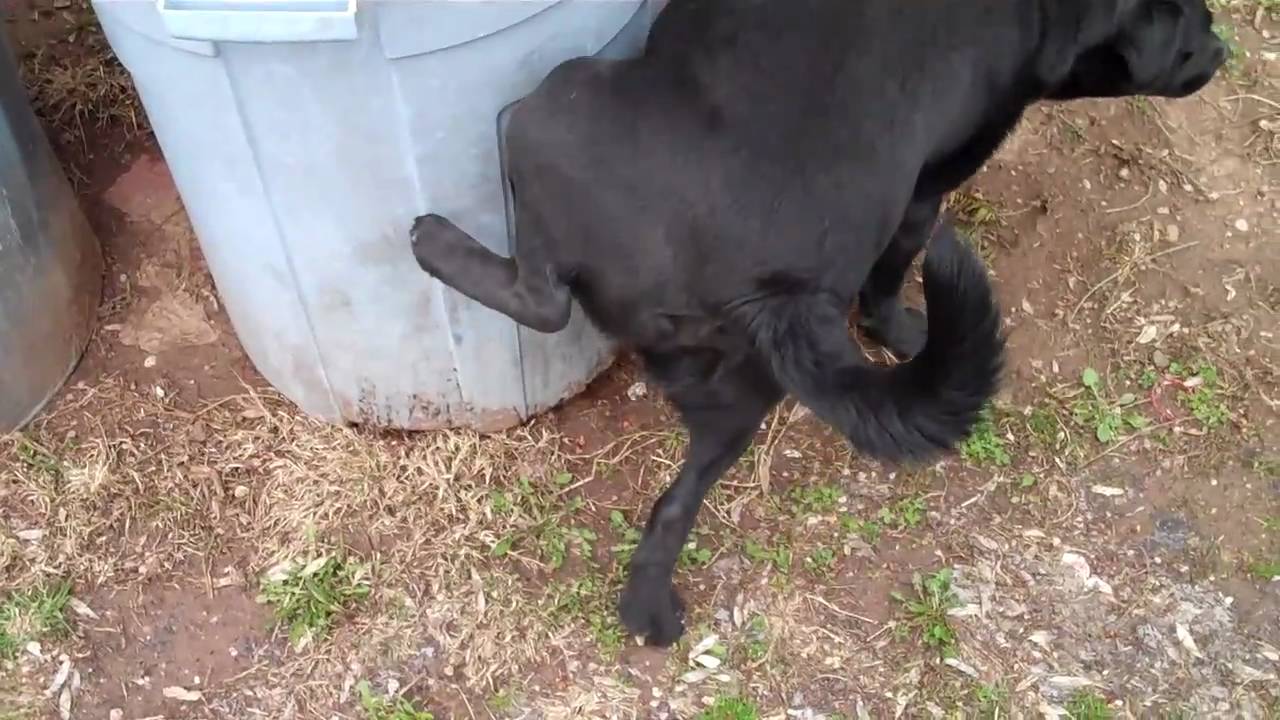Pit Bull pee's on trash can - YouTube