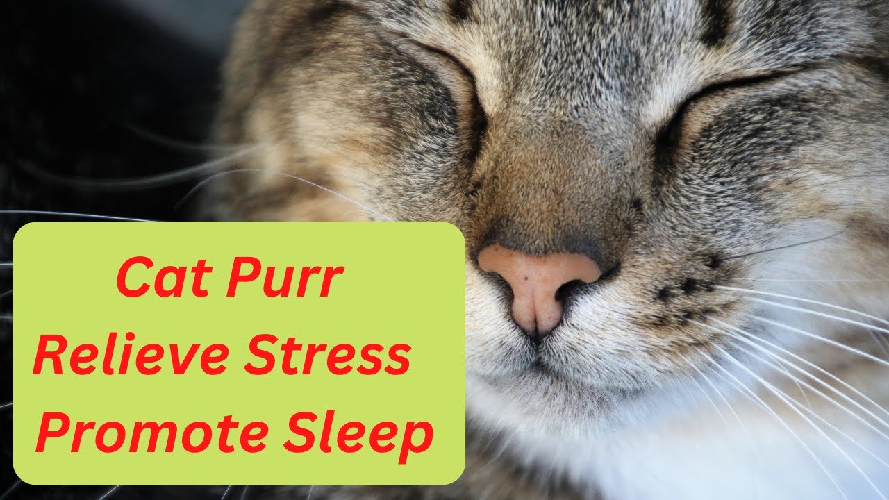 Cat Purr Sound | For Human & Cats | Healing | Soothing | Sleep ...