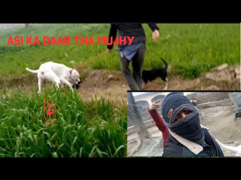 jogi fight street Dog Asi ka Daar Tha Mujhy 😱 vlog #viral #youtube #dog ...