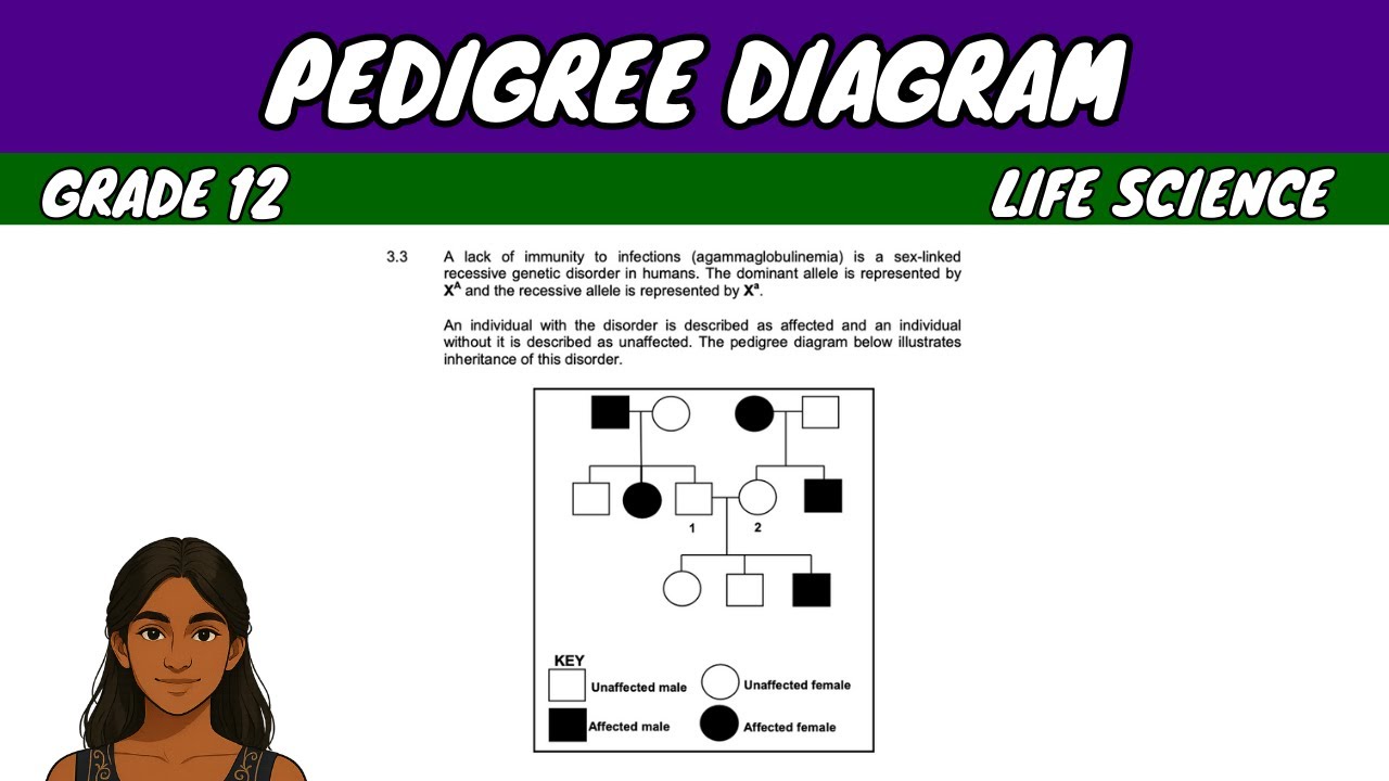 Pedigree Diagram | Grade 12 Life Science - YouTube
