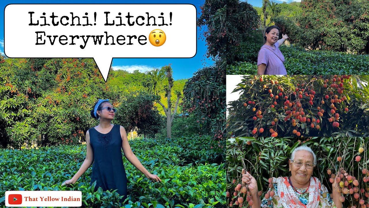 😍MEET THE LOTHA AMBANIs AND THEIR HUGE LITCHI GROVE🌳- 📍Changpang, Wokha ...