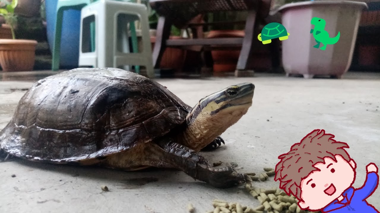 Chill Turtle Feeding with Super worm - YouTube