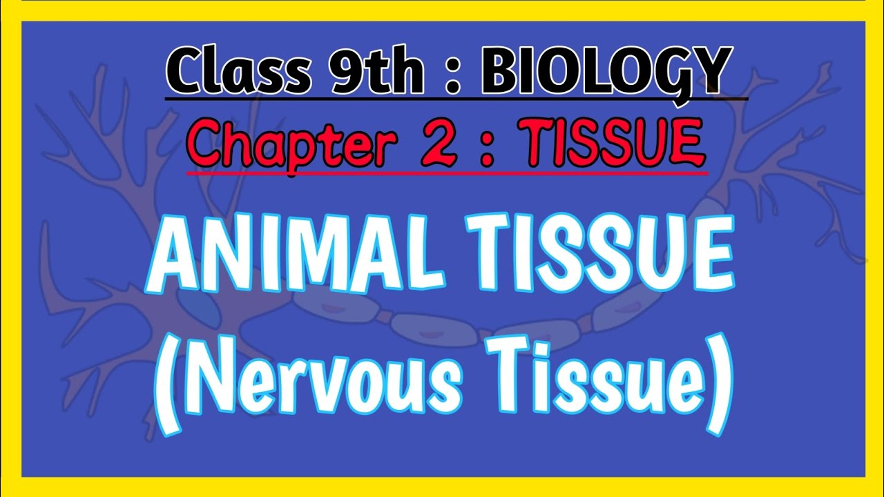 Nervous Tissue | Tissue | Class 9th | Chapter 2 | Biology | #biology # ...
