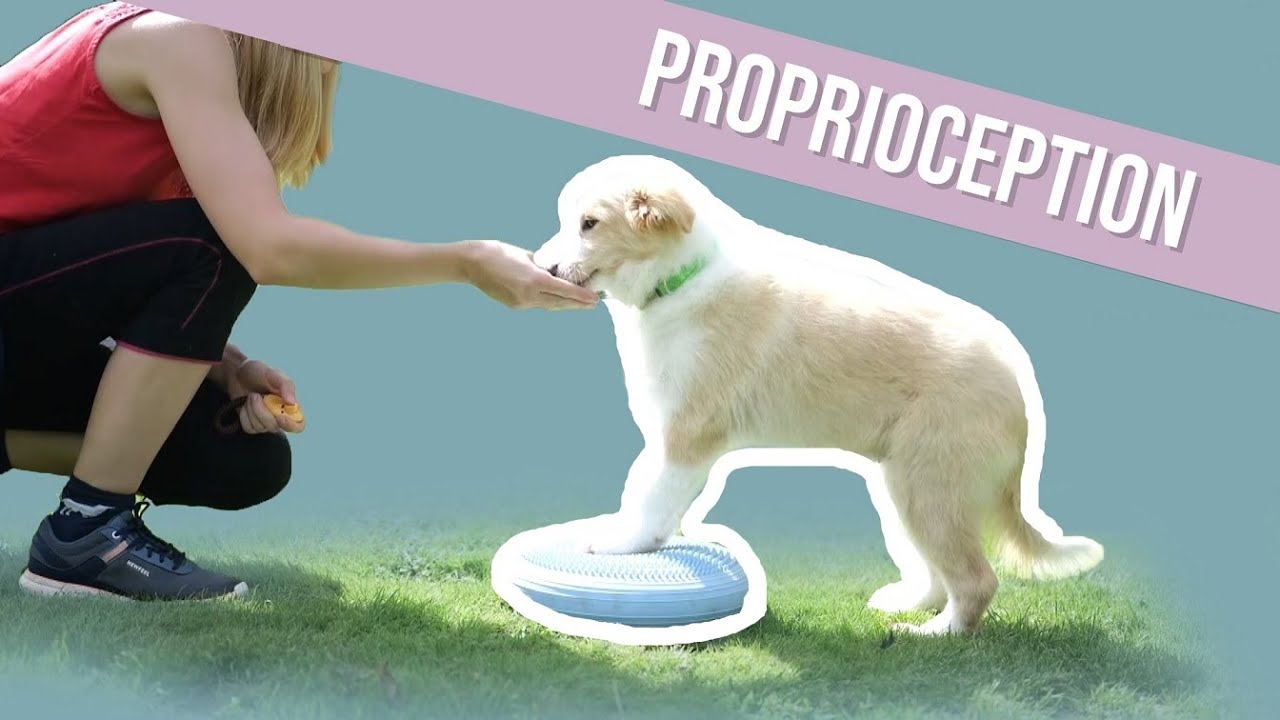 Commencer LA PROPRIOCEPTION avec SON CHIOT 🐶 (3 exercices) - YouTube