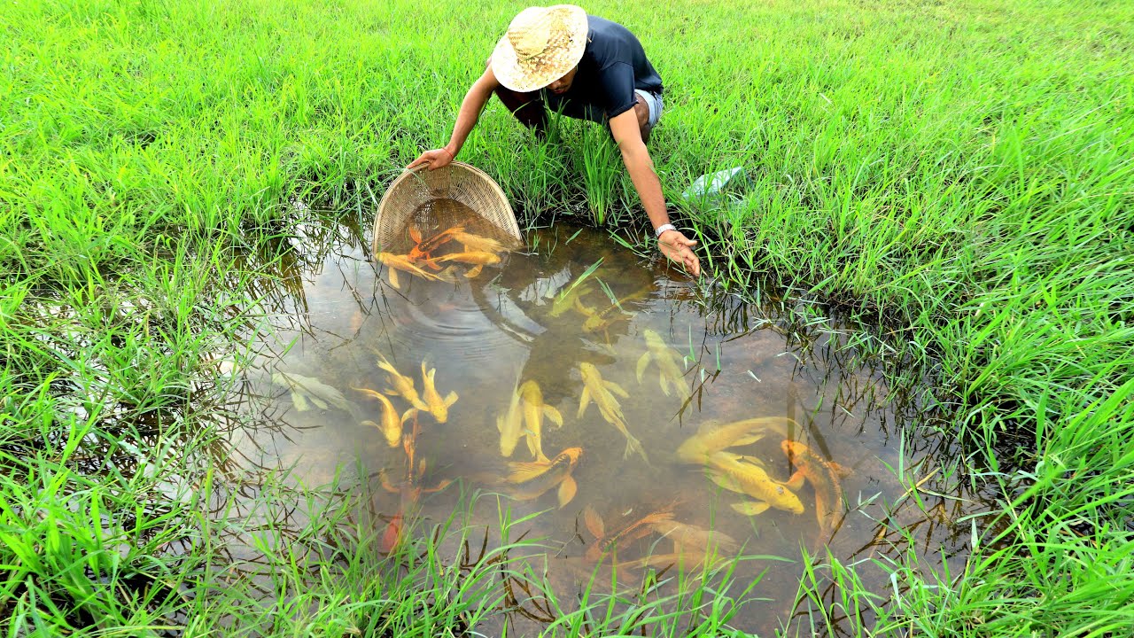 Super ! Catching Ryukin Gold Fish Cichlid Fish Wild Betta Fishes ...