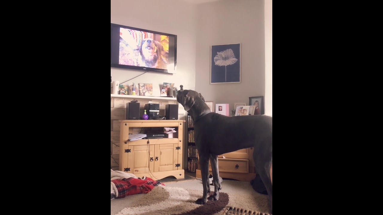 Howling Great Dane 1st time - YouTube