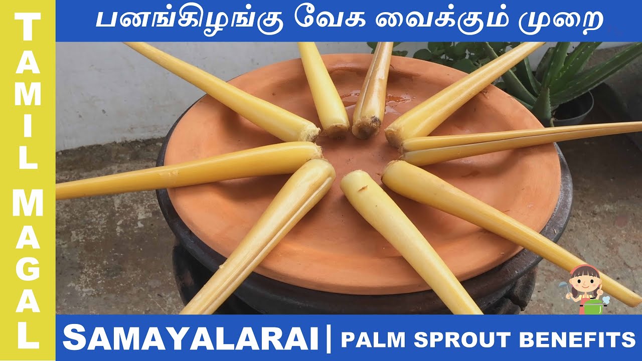 பனங்கிழங்கு வேக வைக்கும் முறை | PALM SPROUT | TRADITIONAL RECIPE IN ...