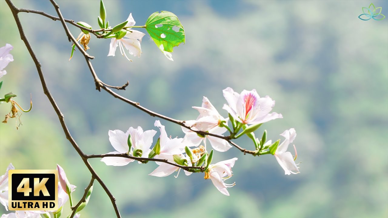 4K Beautiful Spring Ambience Film - Nature's Serenity with Piano Music ...
