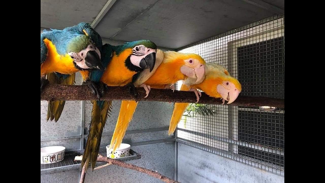 Orange and Gold Macaw Breeder Pair Chicks | Rare Pets and Birds - YouTube