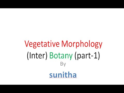 vegetative morphology part 1 root, modifications of root, NEET ...