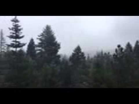 Oregon pine. Slightly stoopid